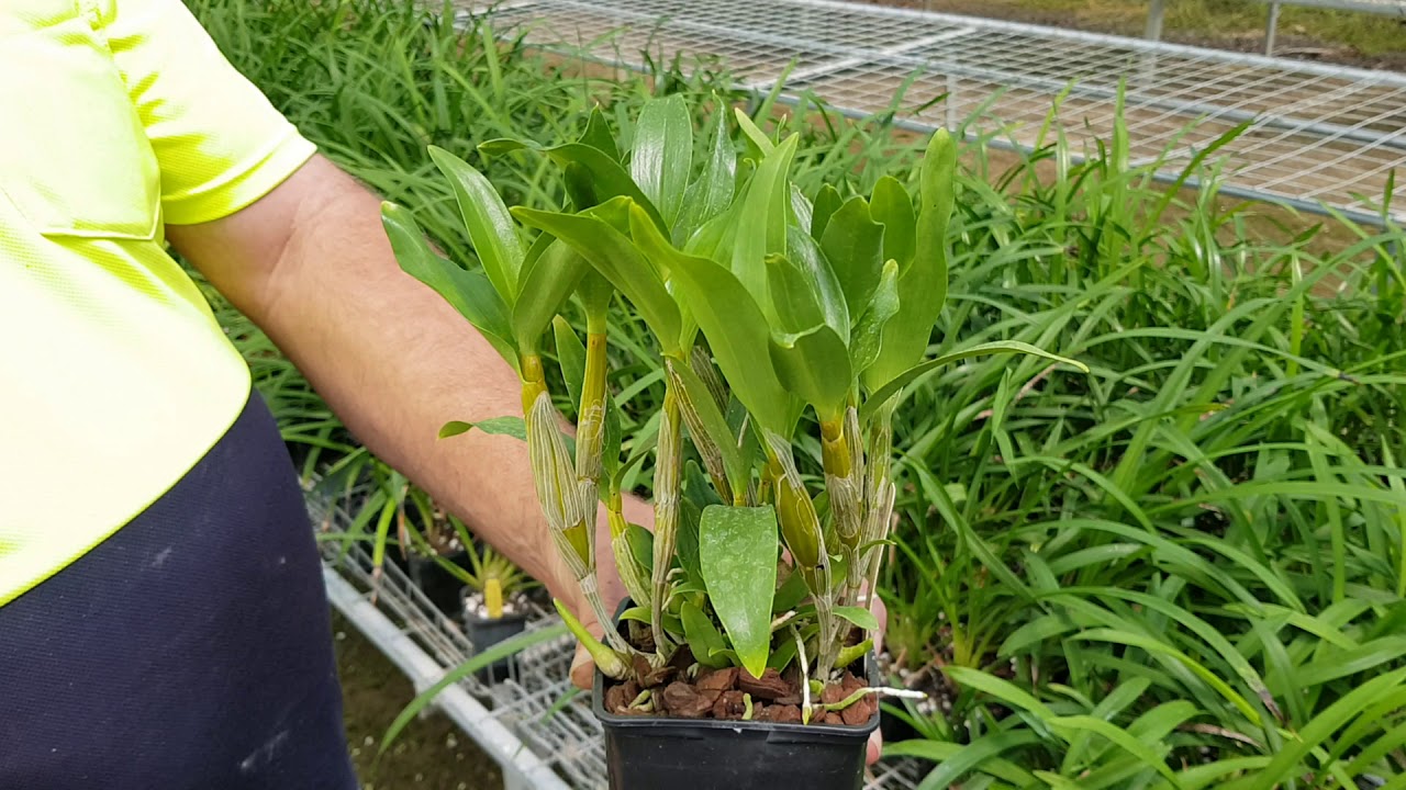 Lot 19 - Dendrobium johnsoniae 4n - YouTube