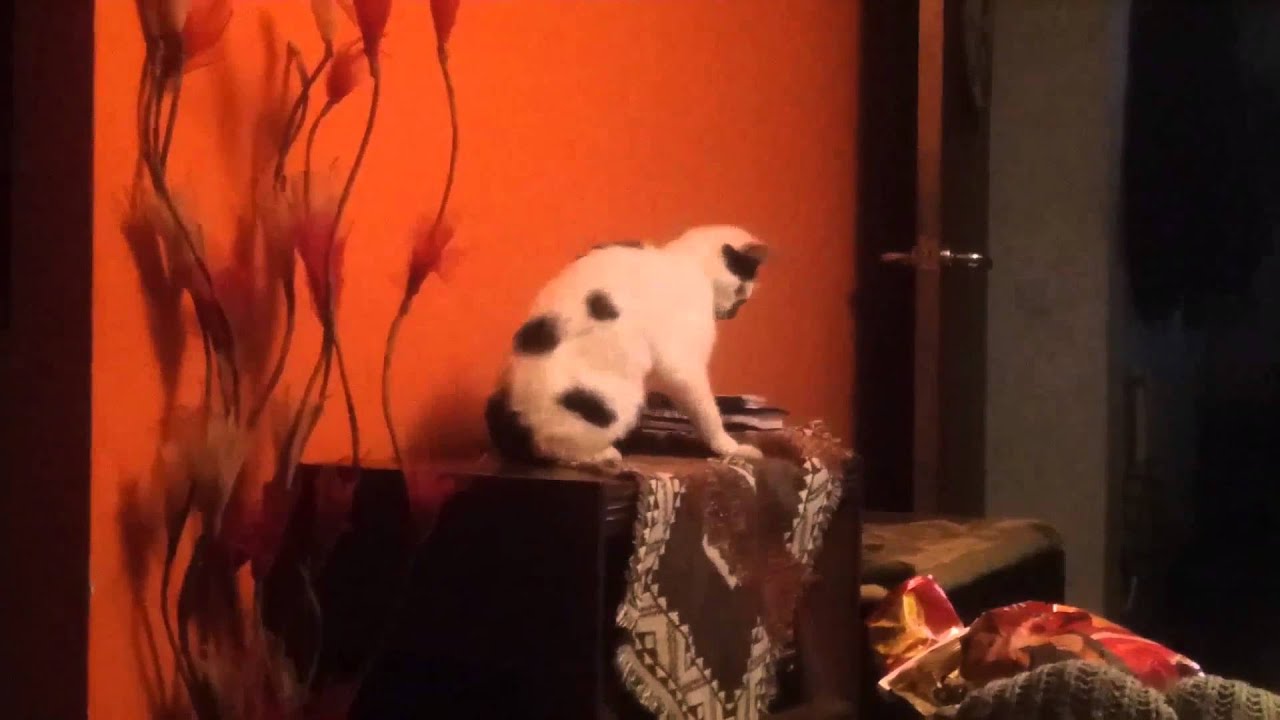 Funny Cat Cheese - YouTube
