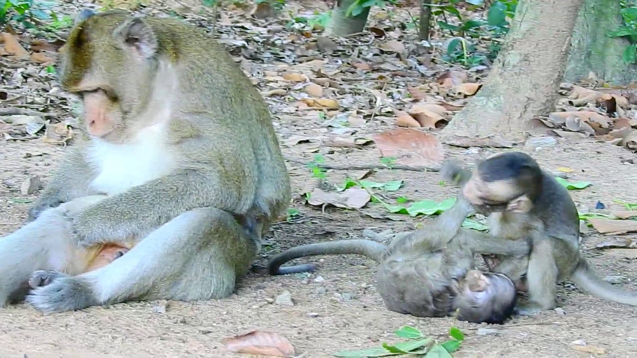 Boss Fluffy is very protective monkey daddy keeps watching Lucas, Titan ...