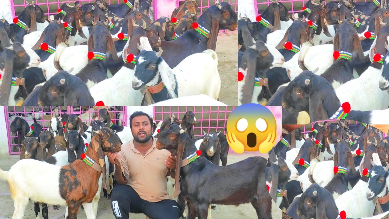 kamori goats famous breed of pakistan 3 litter breed 03368056786.کاموری ...