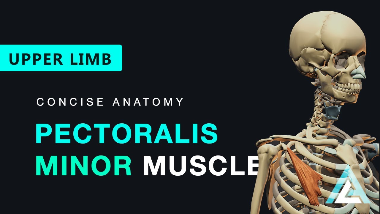 Pectoralis Minor | Upper Limb Muscles | Concise Anatomy - YouTube