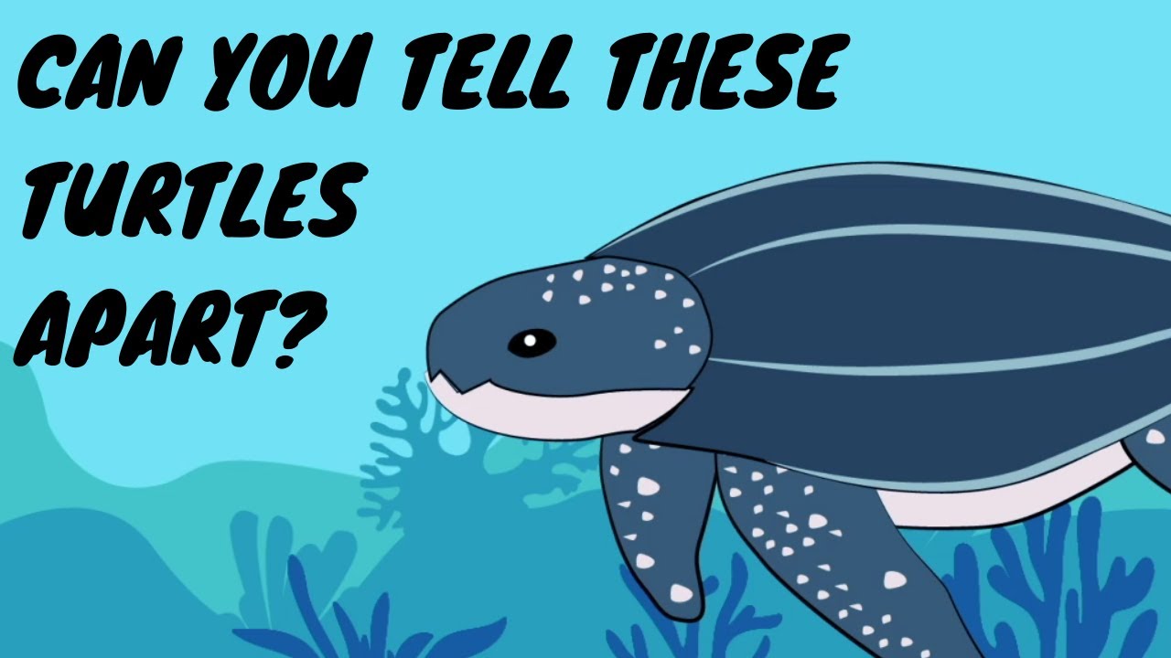 Can you tell these turtles apart? - Turtle Conservation Society of ...