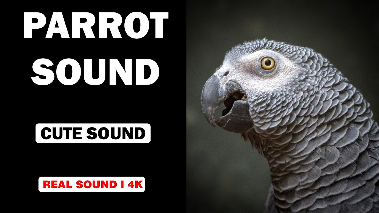Real Parrot Sounds | High Quality | Cute Parrot Sound Experience! | 4K ...