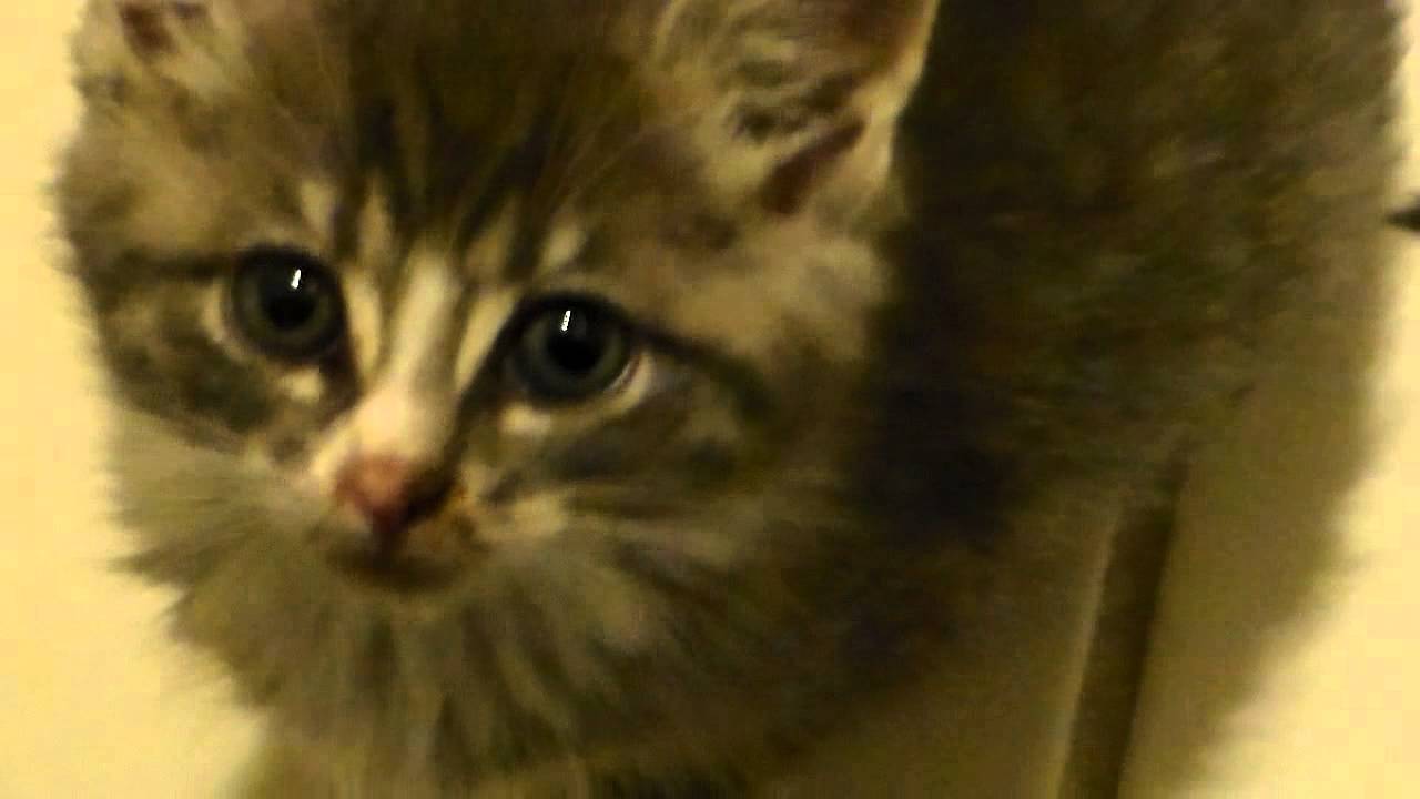 Kittens saying hello - YouTube