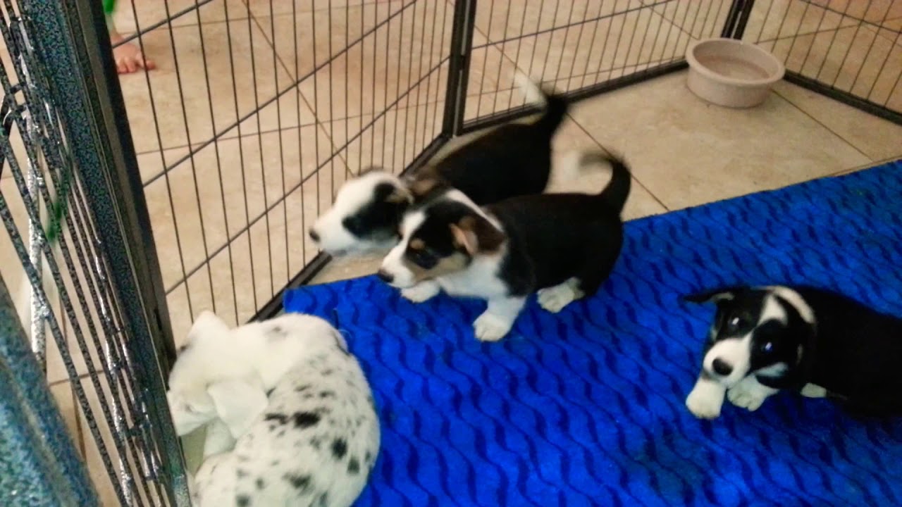 Cardigan Welsh Corgi puppies chasing the mop - YouTube