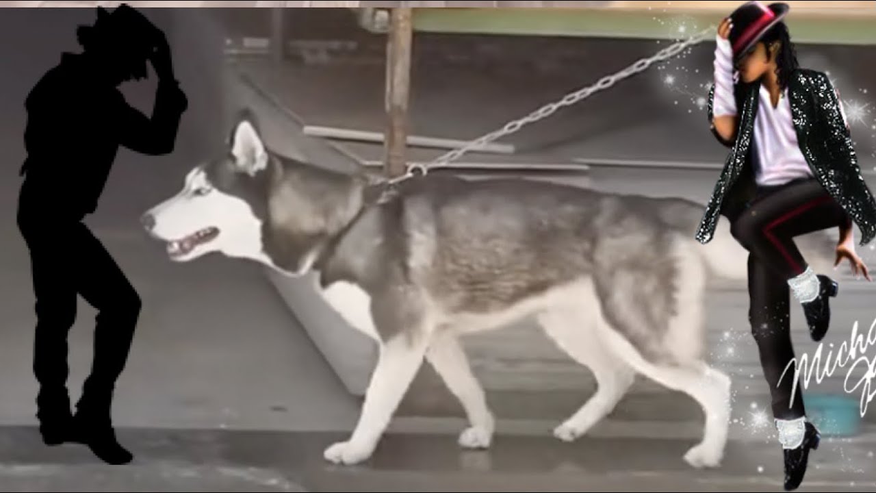 Dog Does The Moon Walk Like Michael Jackson - YouTube