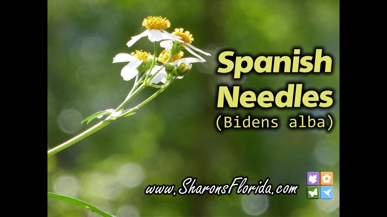 Spanish Needles - YouTube