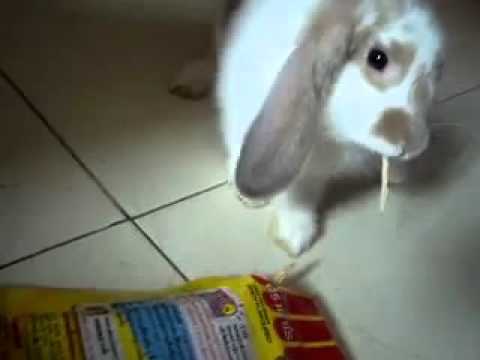 cute rabbit eating fish snack - YouTube