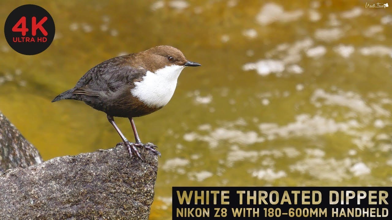White-Throated Dipper Close-Ups: Handheld Nikon Z8 and 180-600mm Lens ...