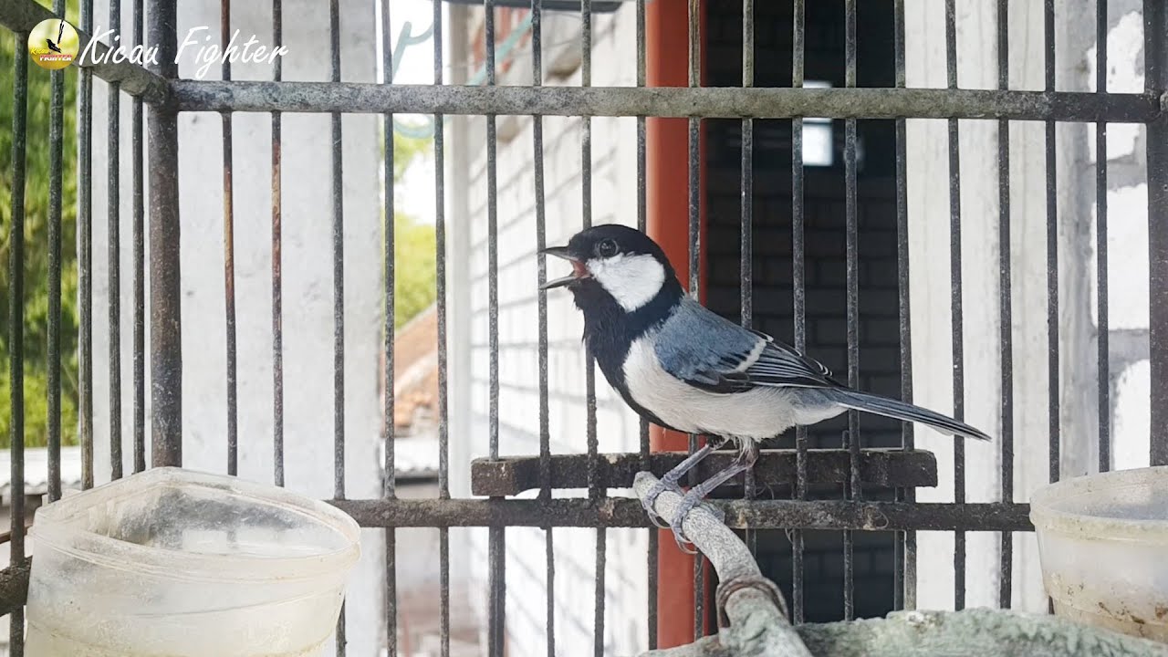 Pancingan Glatik Batu Paling Ampuh Bikin Glatik Jenis Apapun Langsung ...