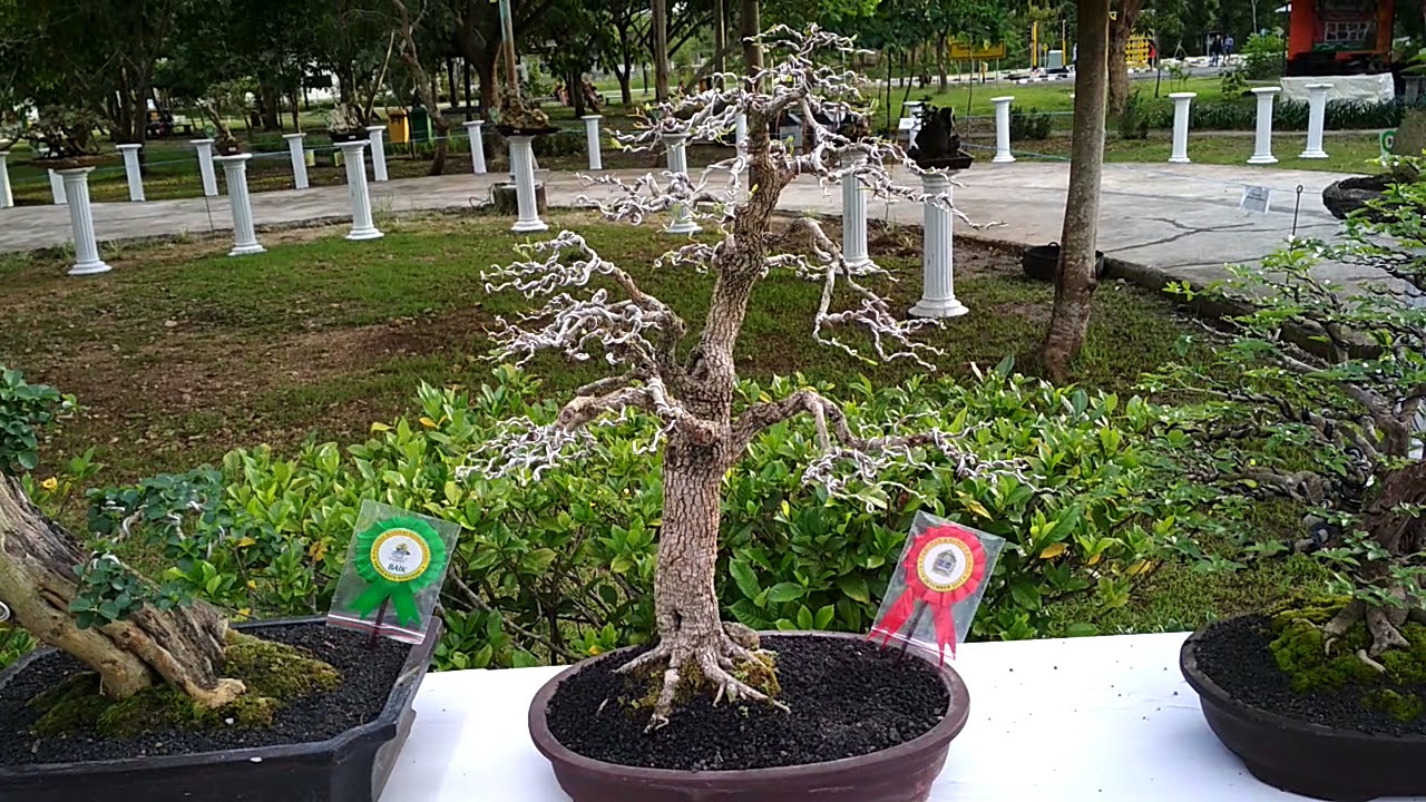 Bonsai asem unik menarik - YouTube