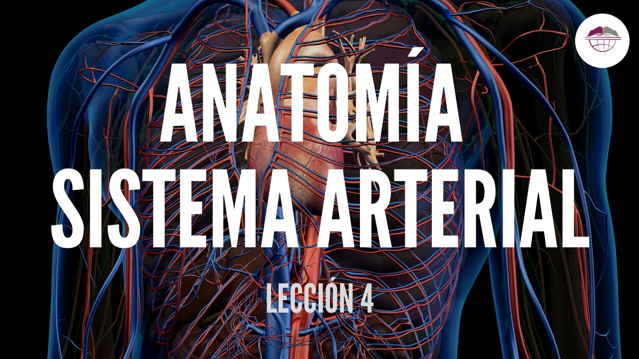 4. ANATOMÍA SISTEMA ARTERIAL (ESTRUCTURA Y FUNCIÓN DEL SISTEMA ...