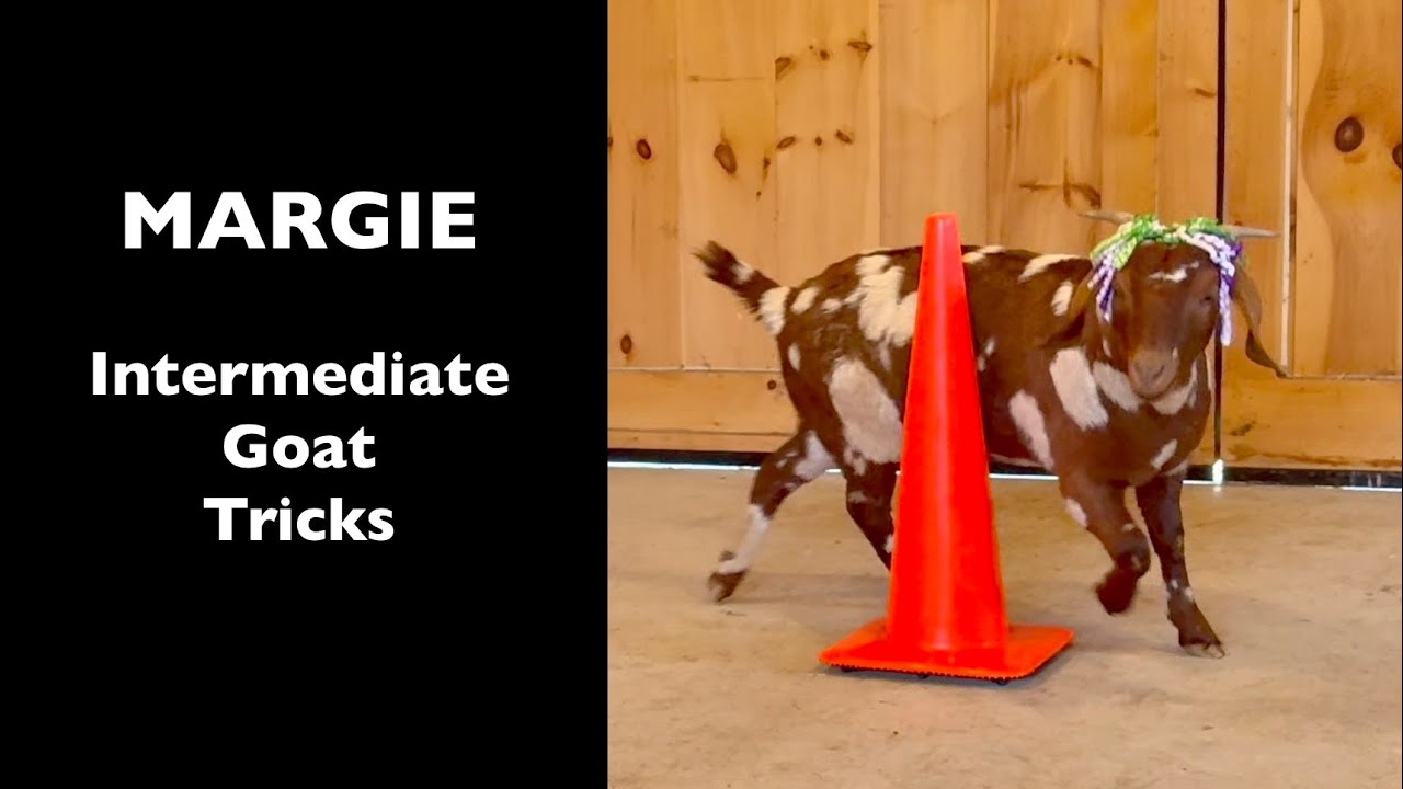 Margie's Intermediate Goat Tricks - YouTube