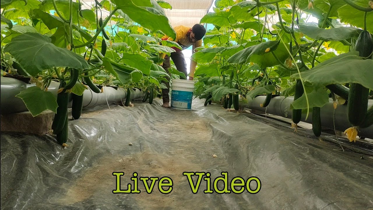 Hydroponics commercial Cucumber farm - YouTube
