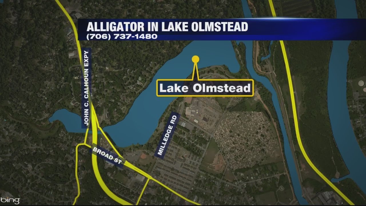 Alligator in Lake Olmstead - YouTube