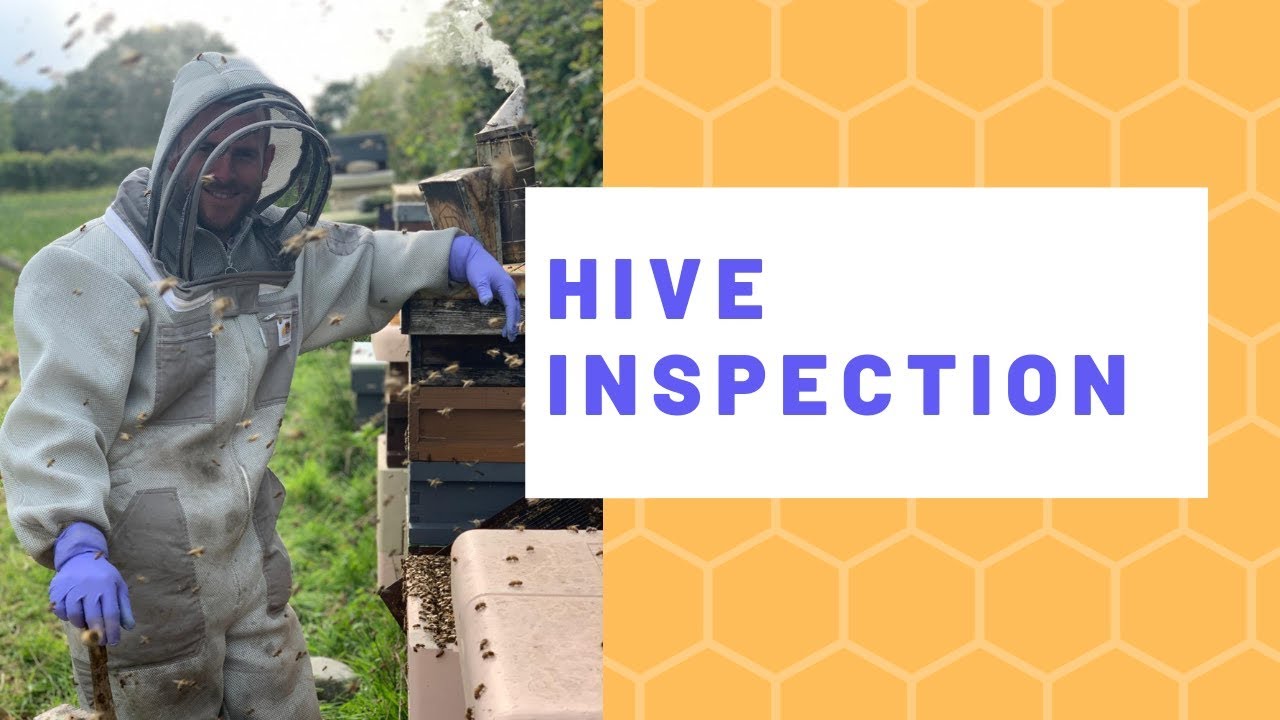 Full Hive Inspection Mid Summer - YouTube