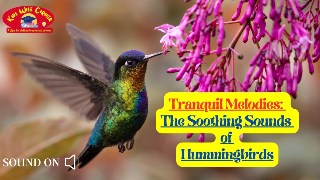 The Soothing Sounds of Hummingbirds | Tranquil Melodies - YouTube