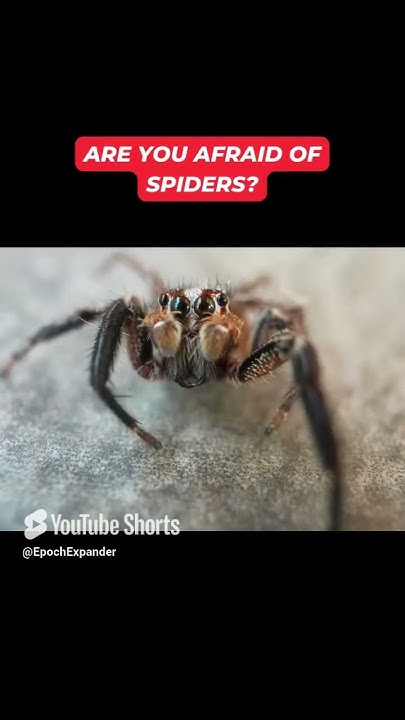 Are you afraid of Spiders #shorts - YouTube