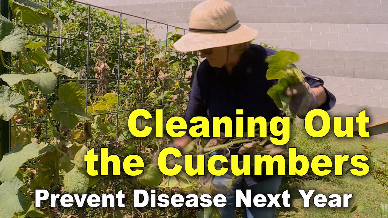 Cleaning out the Cucumber Bed – This Week in the Garden - YouTube