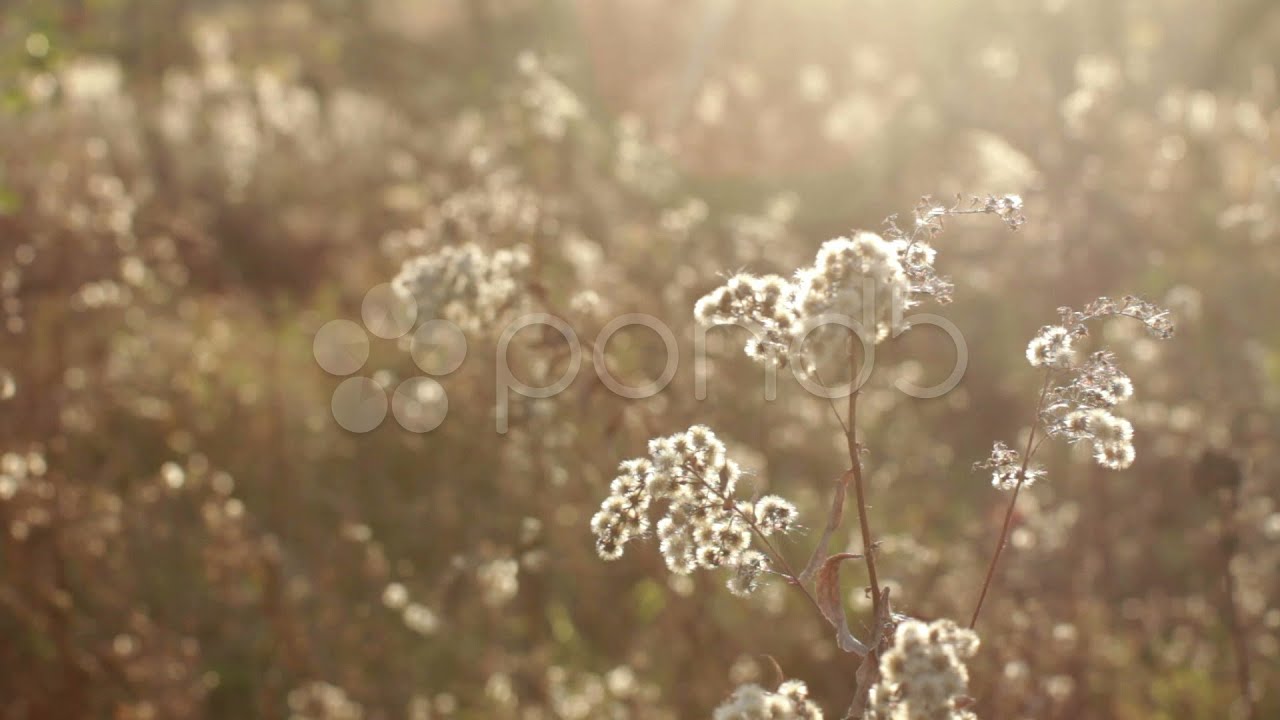 Fields Of Gold, Prairie Flowers. Stock Footage - YouTube