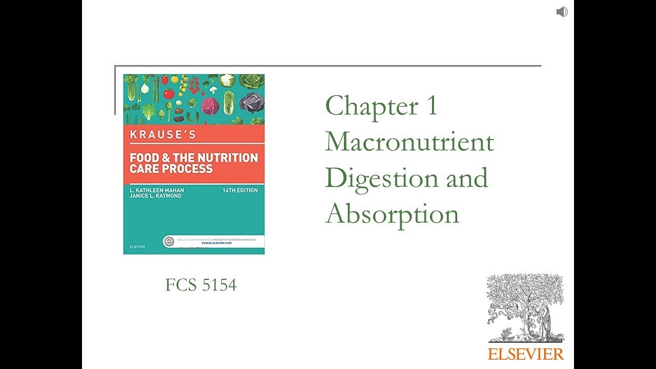 Macronutrient Digestion and Absorption - YouTube