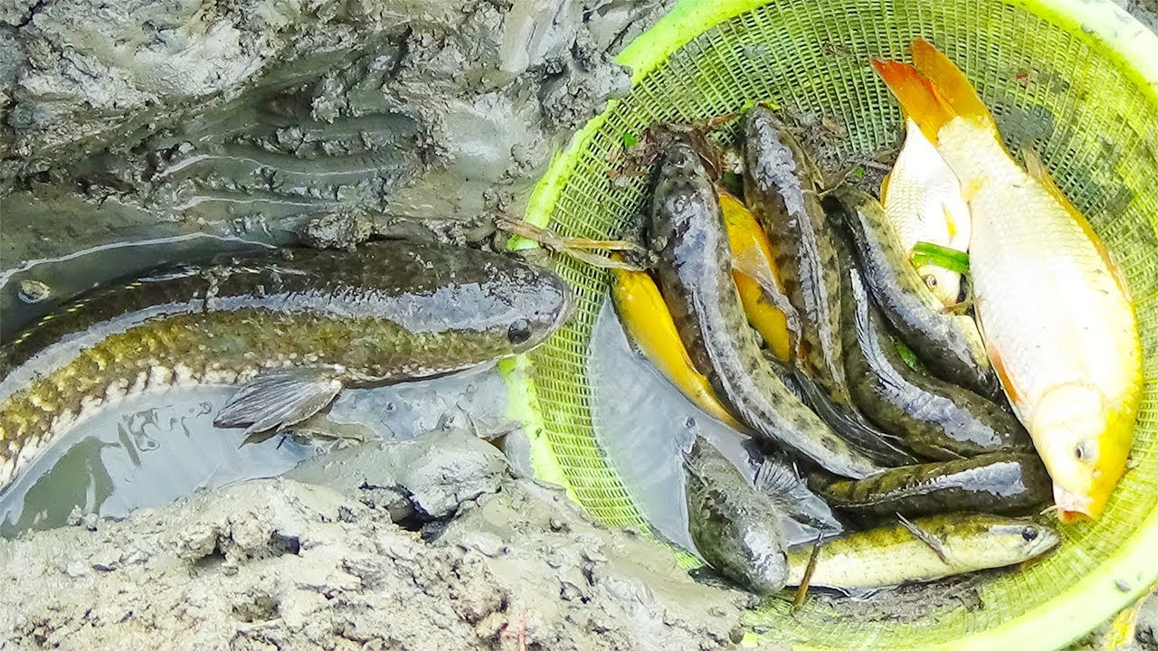 Primitive Fishing System | Asian Traditional Fish Catching Technique in ...