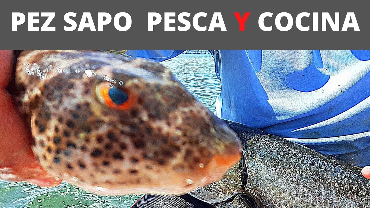 PEZ SAPO O PEZ GLOBO Pesca y Cocina / Pargo Cubera y Barracuda - YouTube
