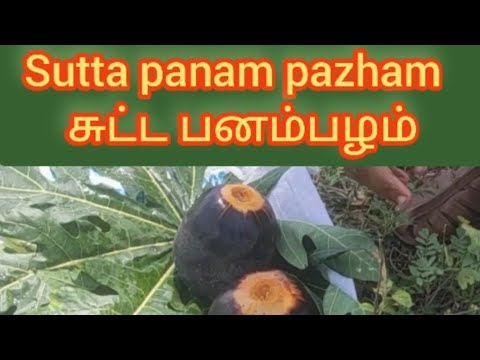 Sutta panam pazham சுட்ட பனம் பழம் - YouTube