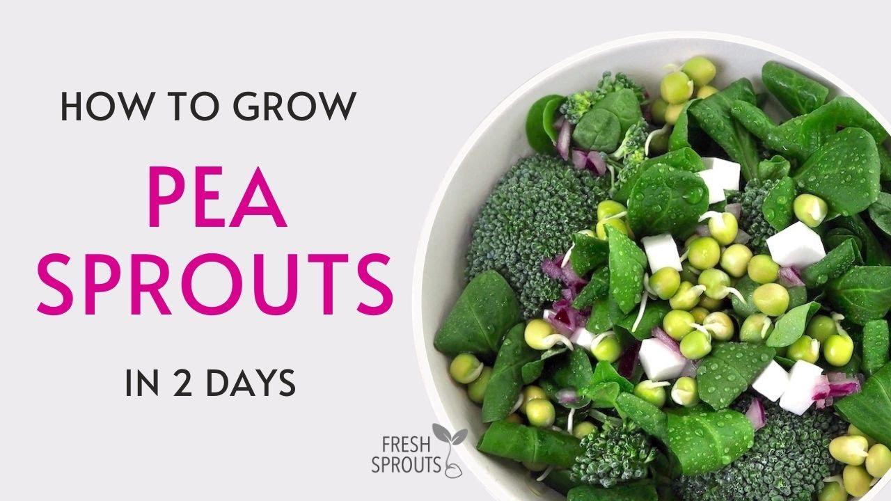 How to grow Pea Sprouts in 2 days at home 🌱 - YouTube