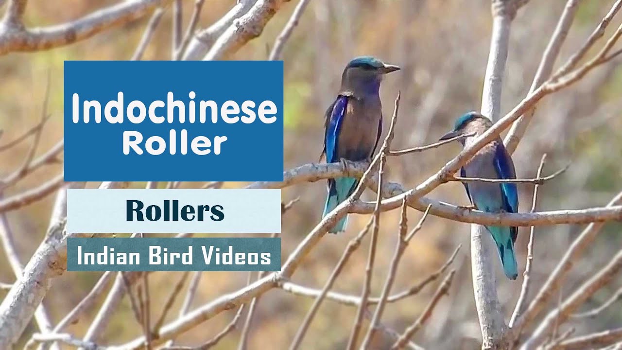The Indochinese Roller (Coracias affinis) or Burmese roller - इंडो चैनीस रोलर - YouTube
