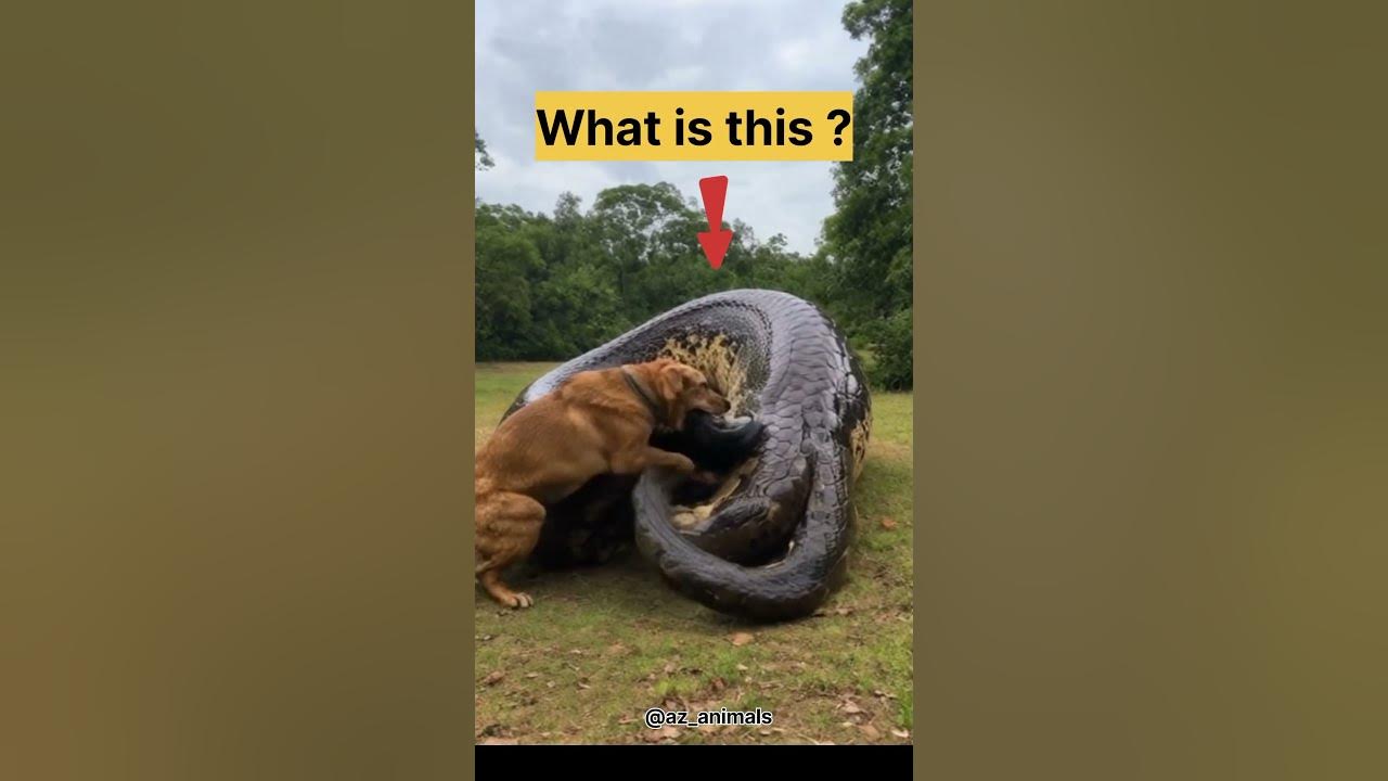 Dog vs. Huge Animal #dog #shorts #fyp #short #video #viralvideo # ...