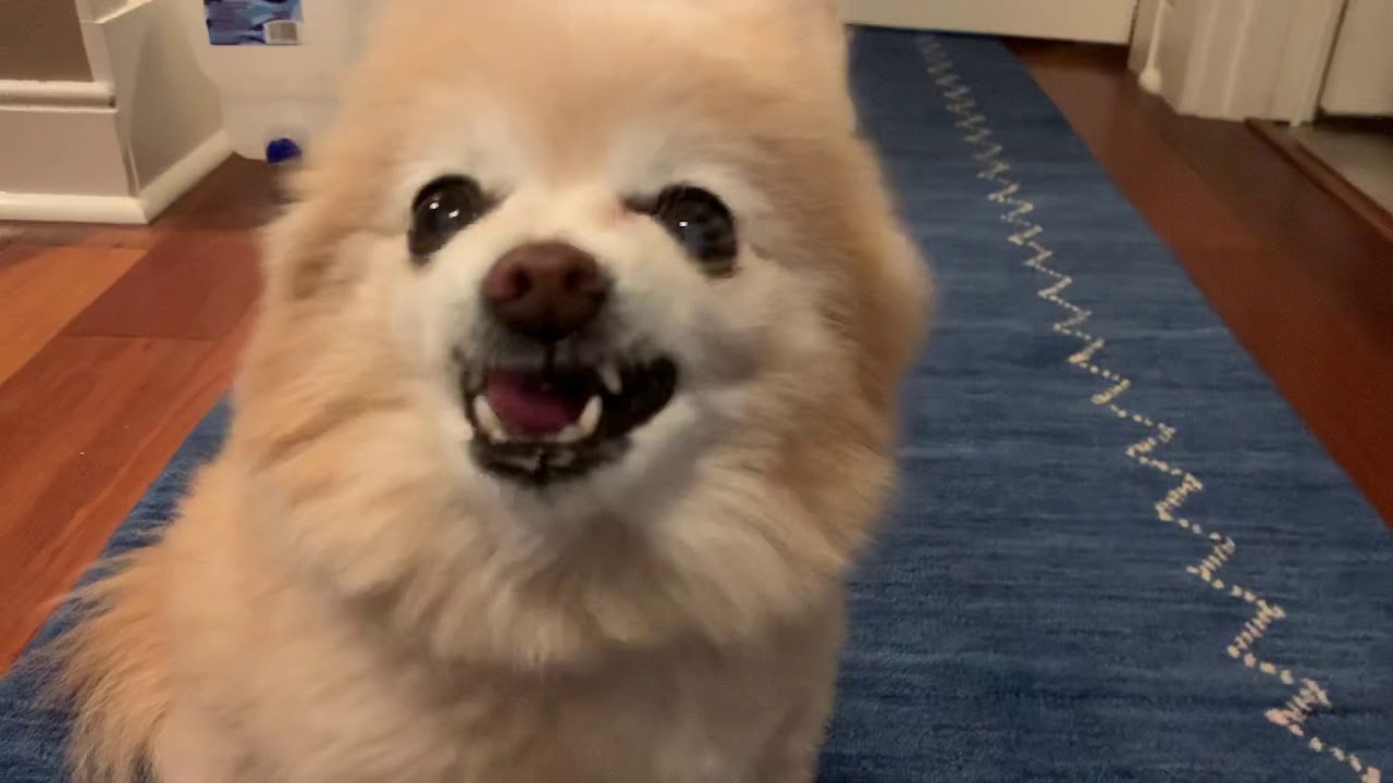 Audi Bear eats a chompy pup treat at her city flat. Also she got a new ...