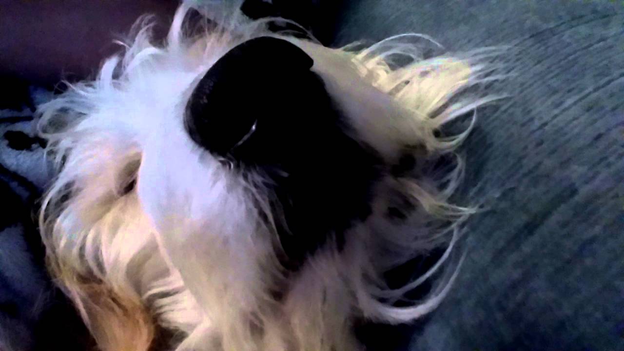 Sorry so snorey - YouTube