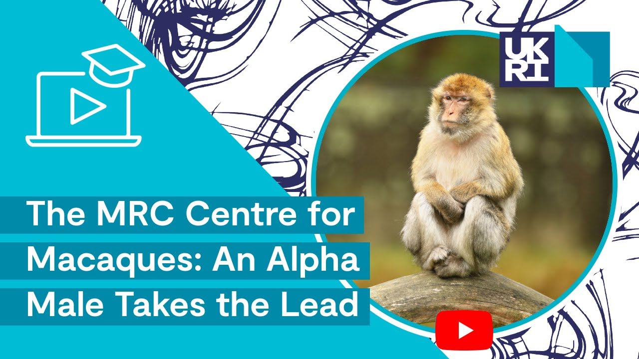 The MRC Centre for Macaques | An Alpha Male Takes the Lead - YouTube