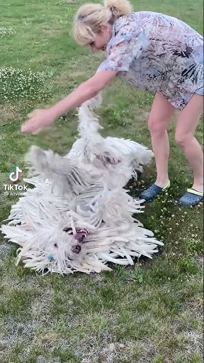 собака вся в дредах #Shorts - YouTube