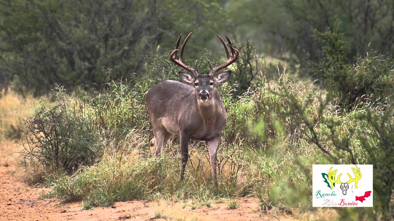 DSLR Video of a Beautiful Mexico Buck Named Bullwinkle - YouTube