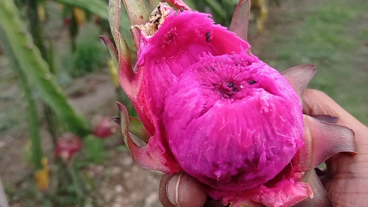 Dragon Fruit Taste - How to grow & fertilize dragon fruit - YouTube