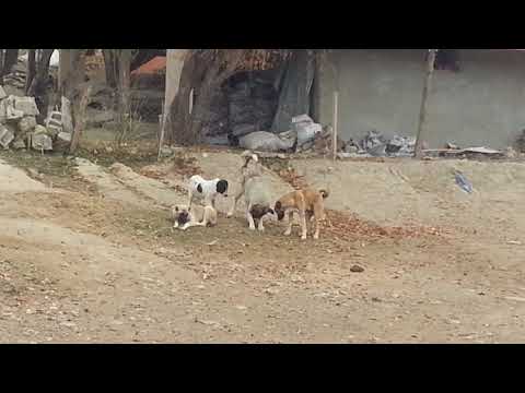 Sokaklarda  başı boş hayvanların çaresizliği