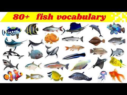 fish vocabulary | fishes name in english .. - YouTube