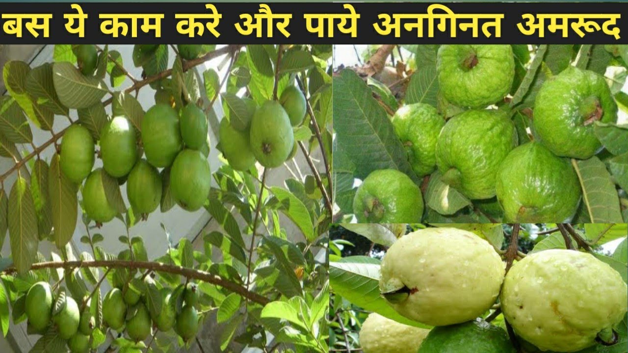 amarud ke plants || amarud ke pad par jyada amrud kaise laaye|| how to ...