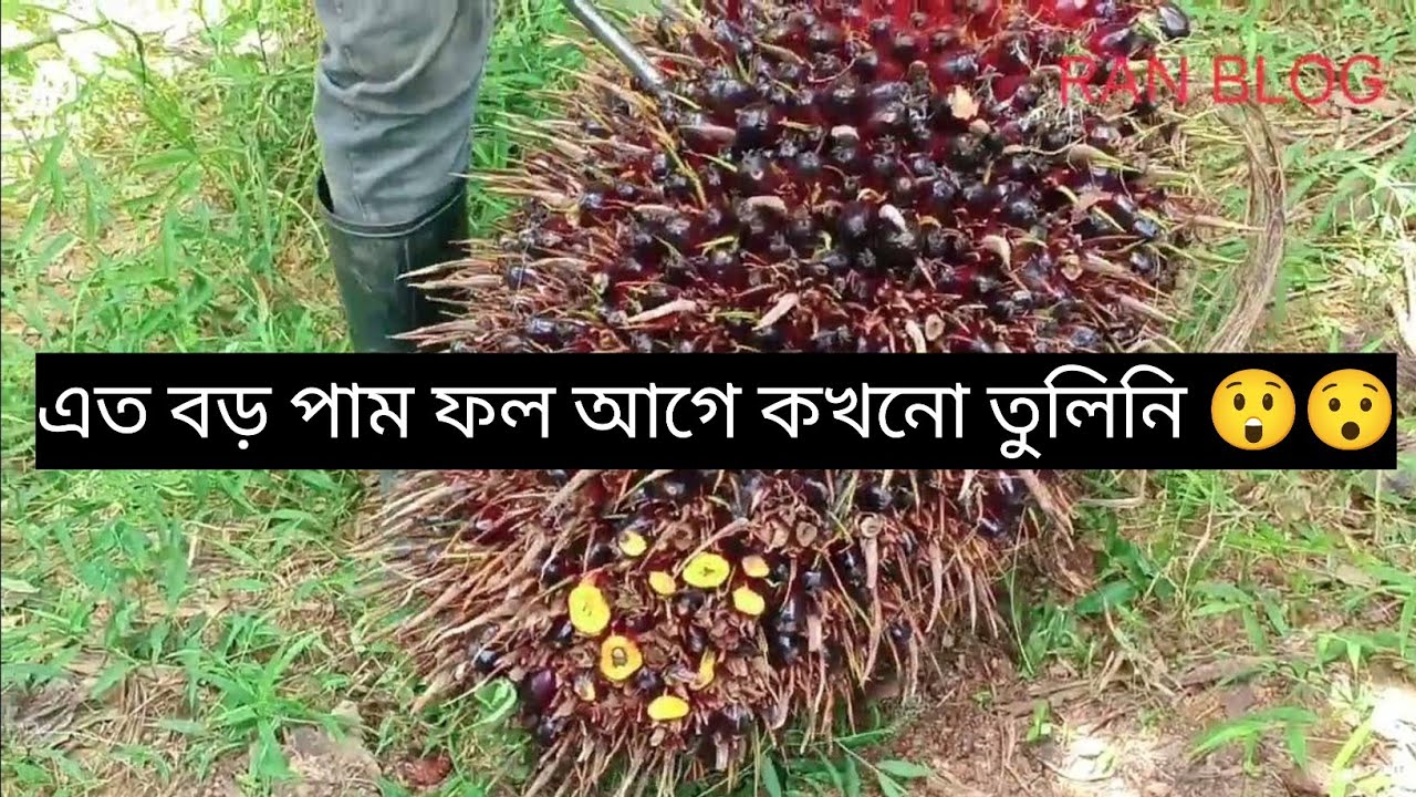 পাম বাগানে এত বড় ফল আগে কখনো দেখিনি। মালয়েশিয়া পাম বাগানের কাজ ...