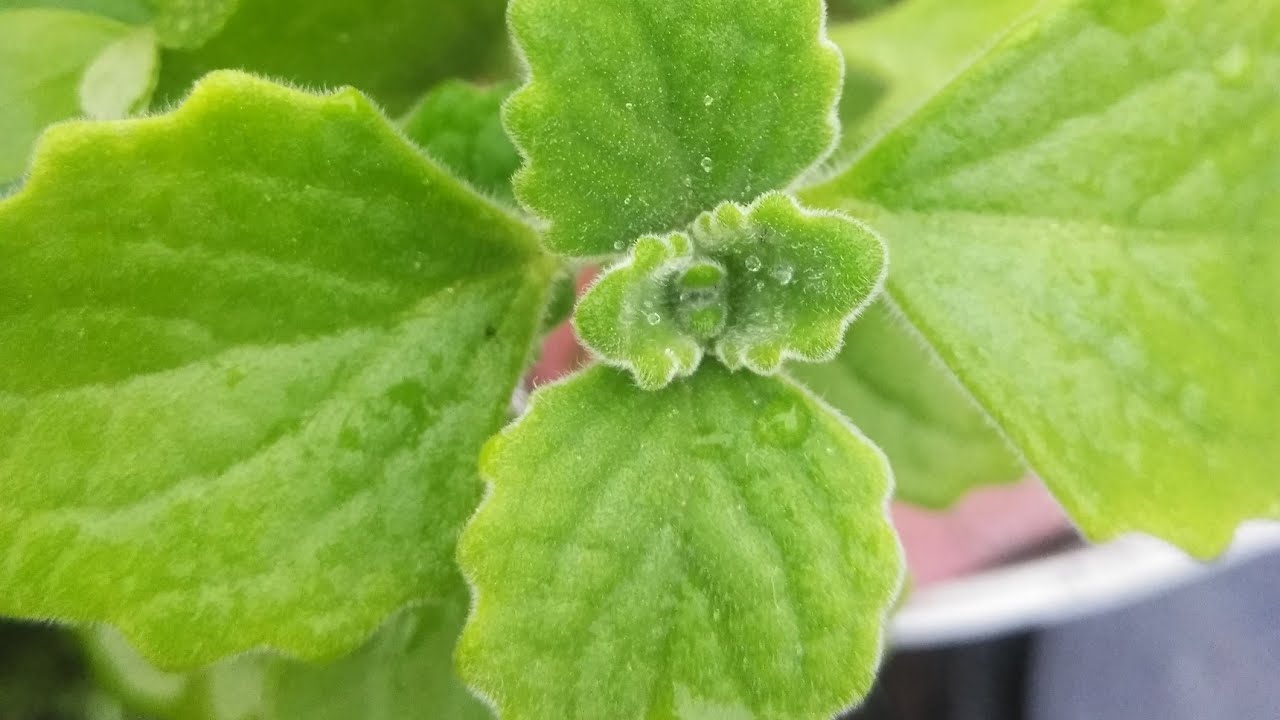 Como reproducir la planta aromatica Vick Vaporut reproducción por ...