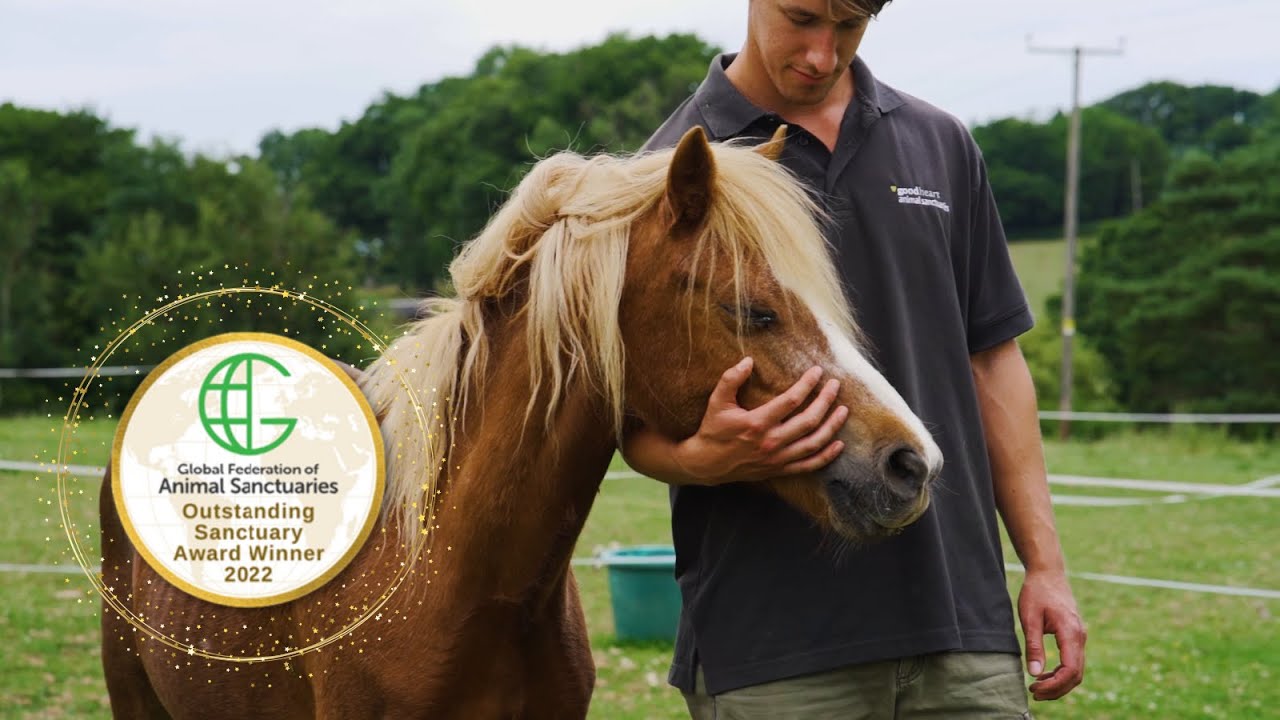 We've won the Outstanding Farmed Animal Sanctuary Award 2022 - YouTube
