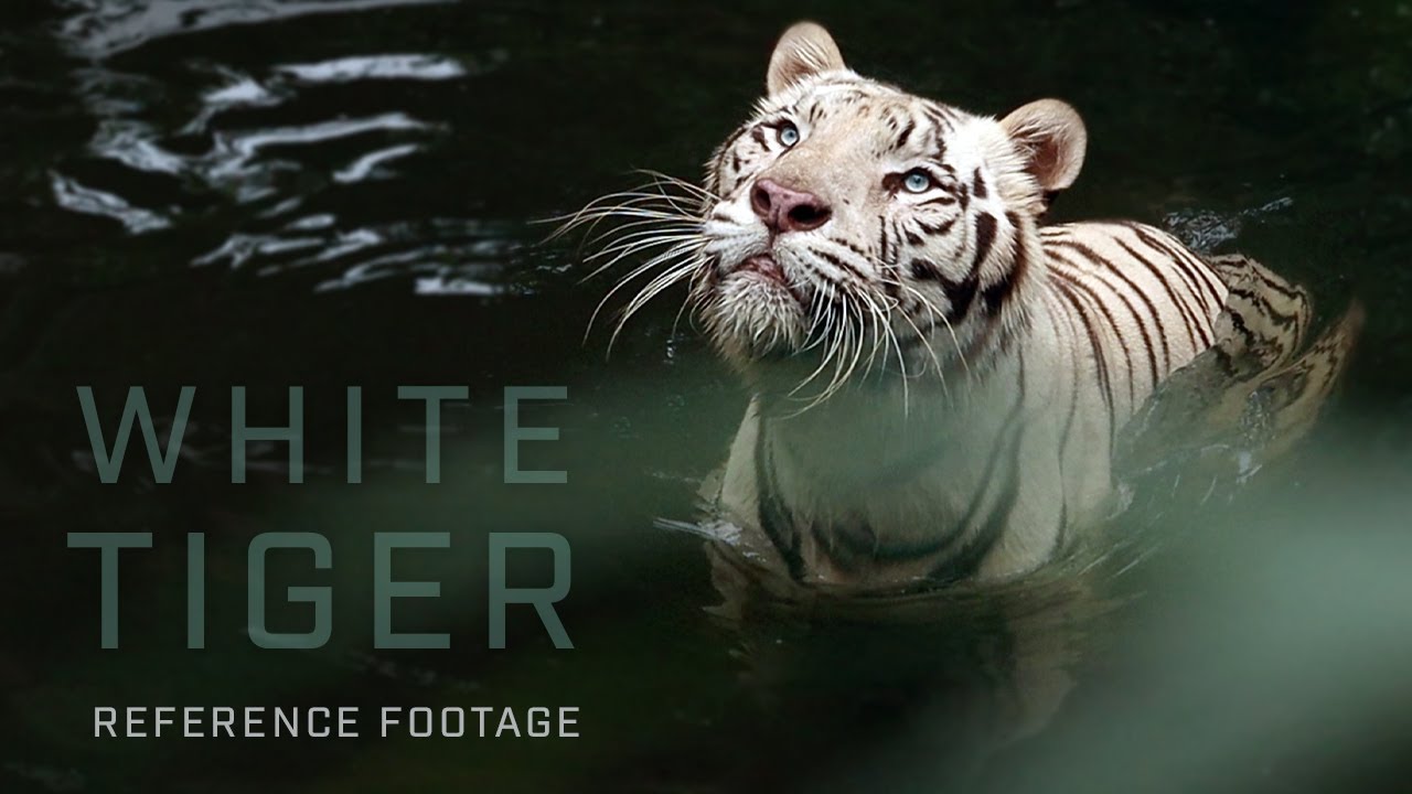 White Bengal tiger | Reference Footage for Artists - YouTube