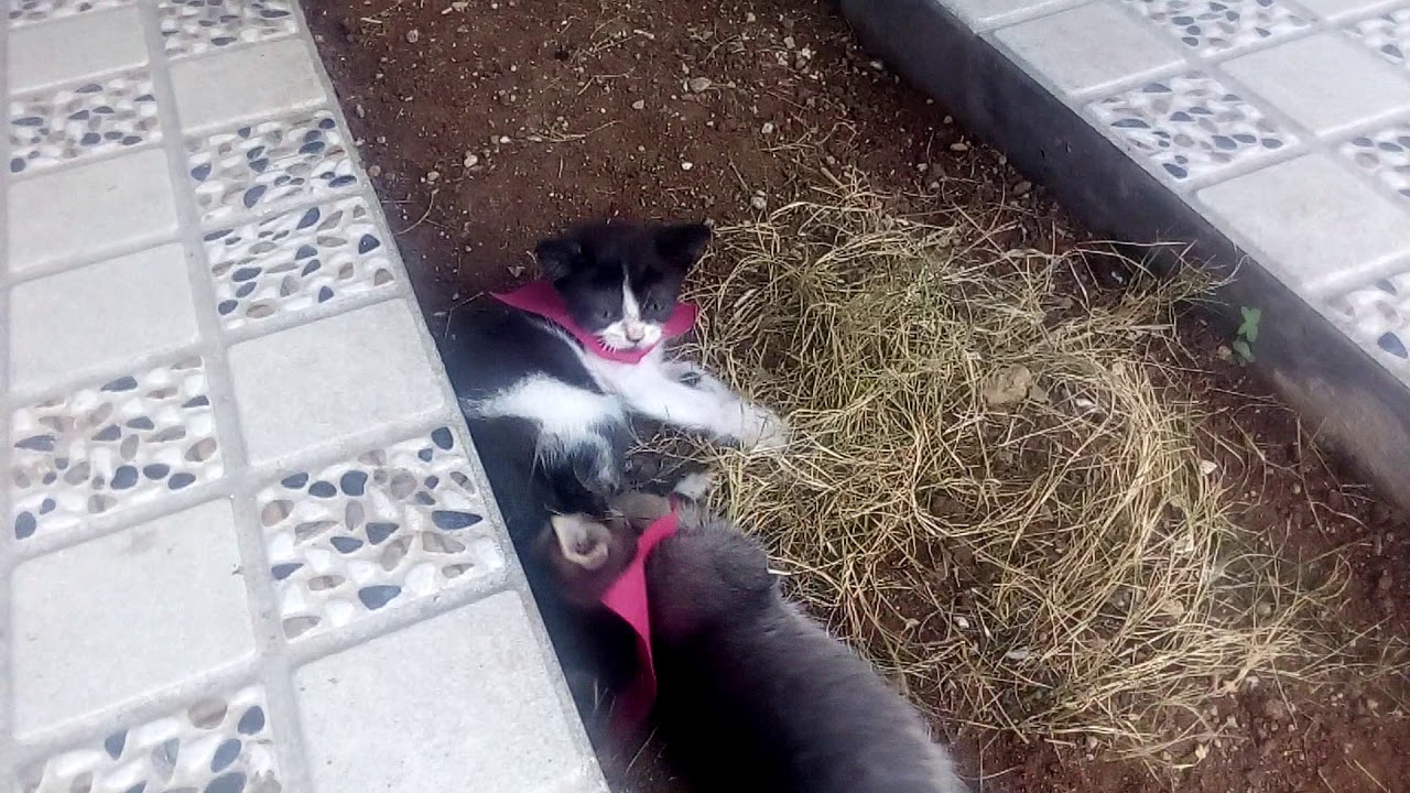 Anak kucing lagi main lucu banget . - YouTube