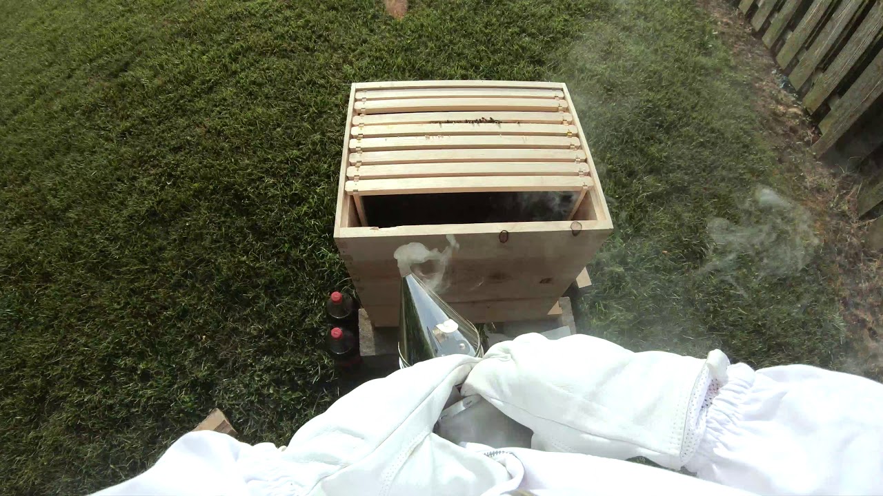 Barefoot beekeeping. Do bees like coke...? - YouTube