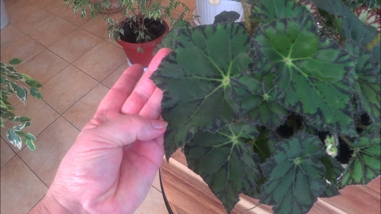 Бегония Декоративно лиственная Соли-Мутата. - YouTube