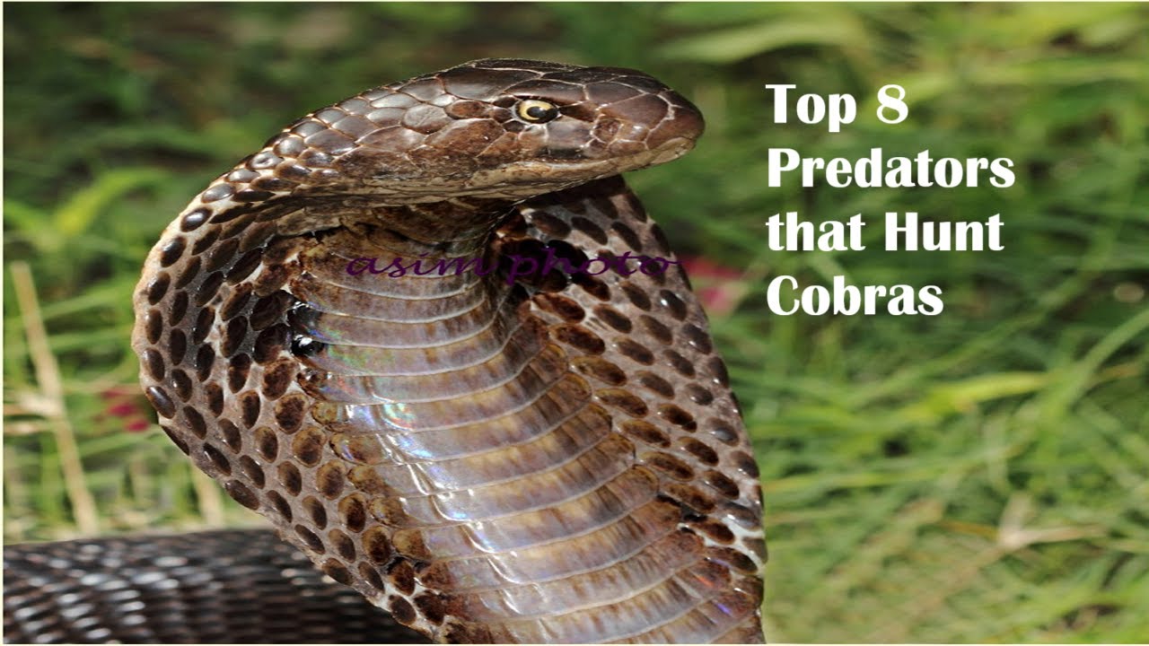 Top 8 Predators that Hunt Cobras #trending #viral#Video #Cobra #king ...