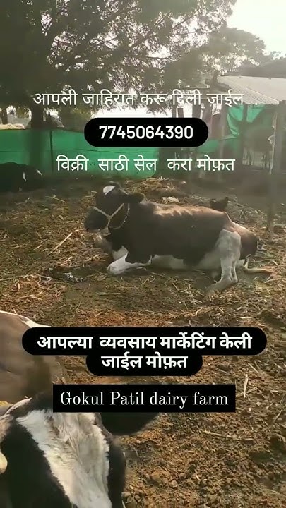 Gokul Patil dairy farm#dairy #viral #video #gokul #short video - YouTube