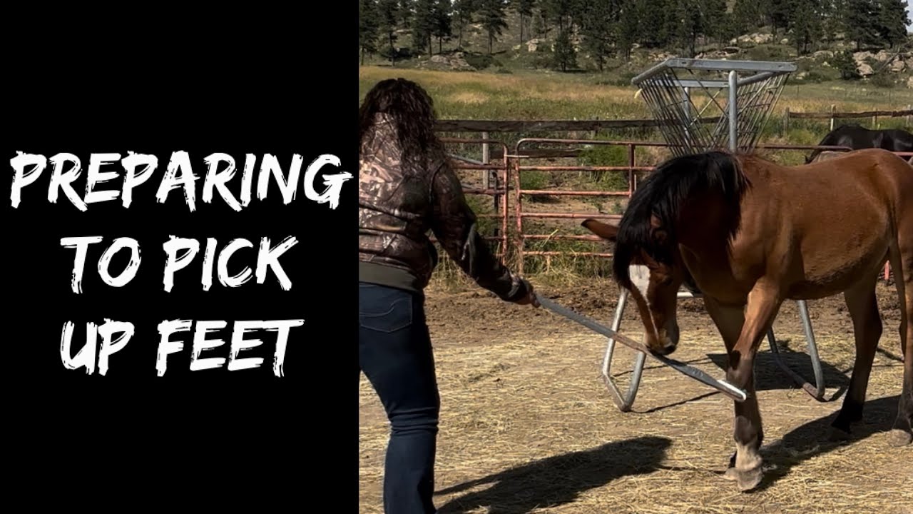 Target Training to Prepare Mustang Frank session 17 - YouTube